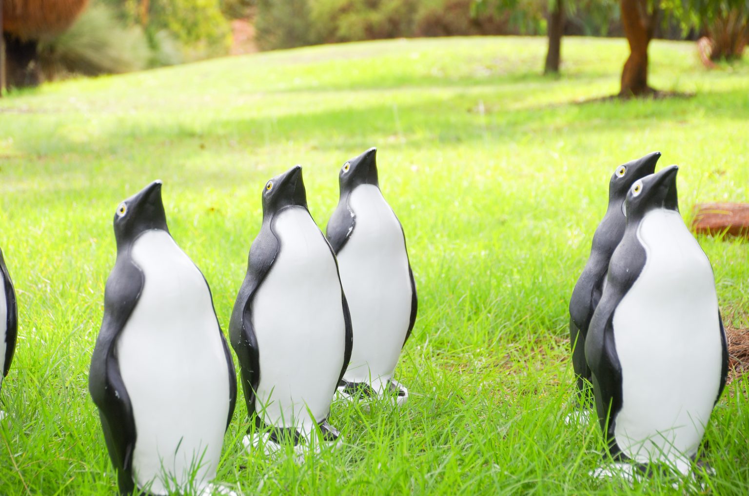 Flamingos for Celebrations » Penguin Displays